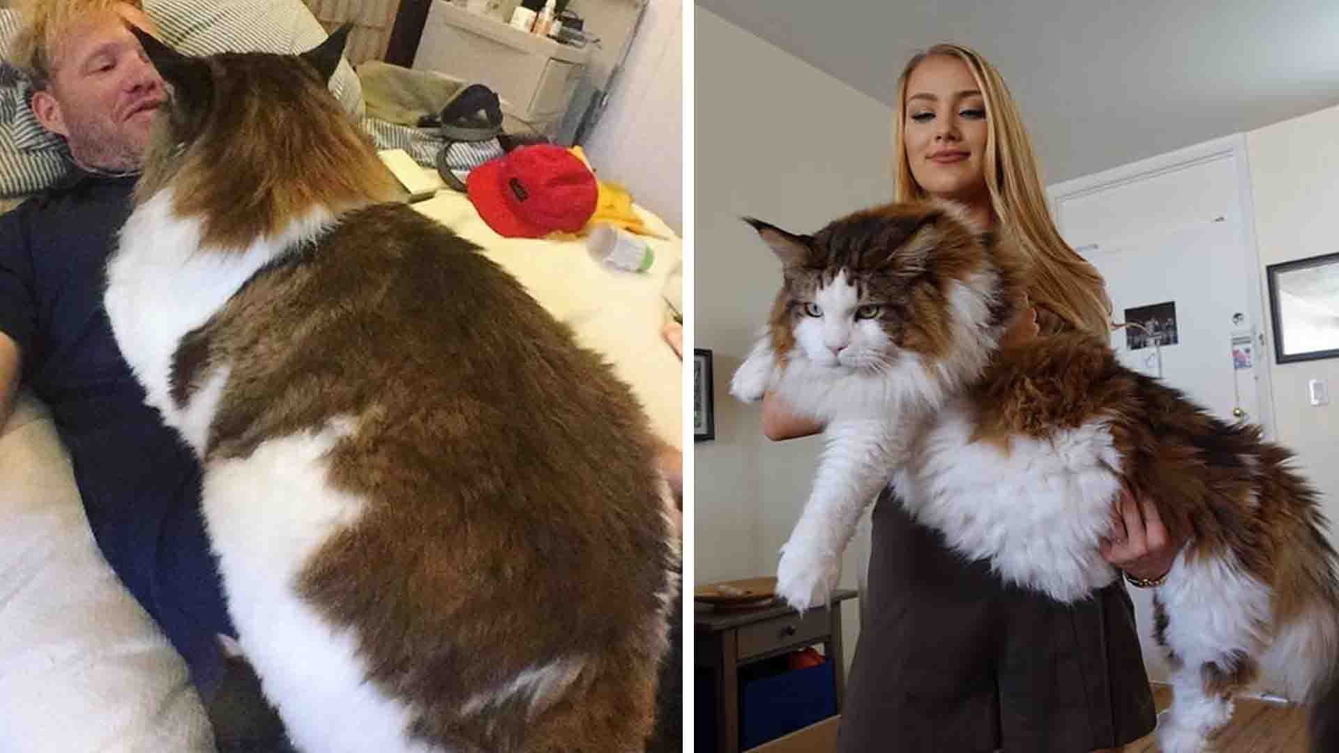 Meet Samson, New York City's Biggest Cat - Lively Tales Now