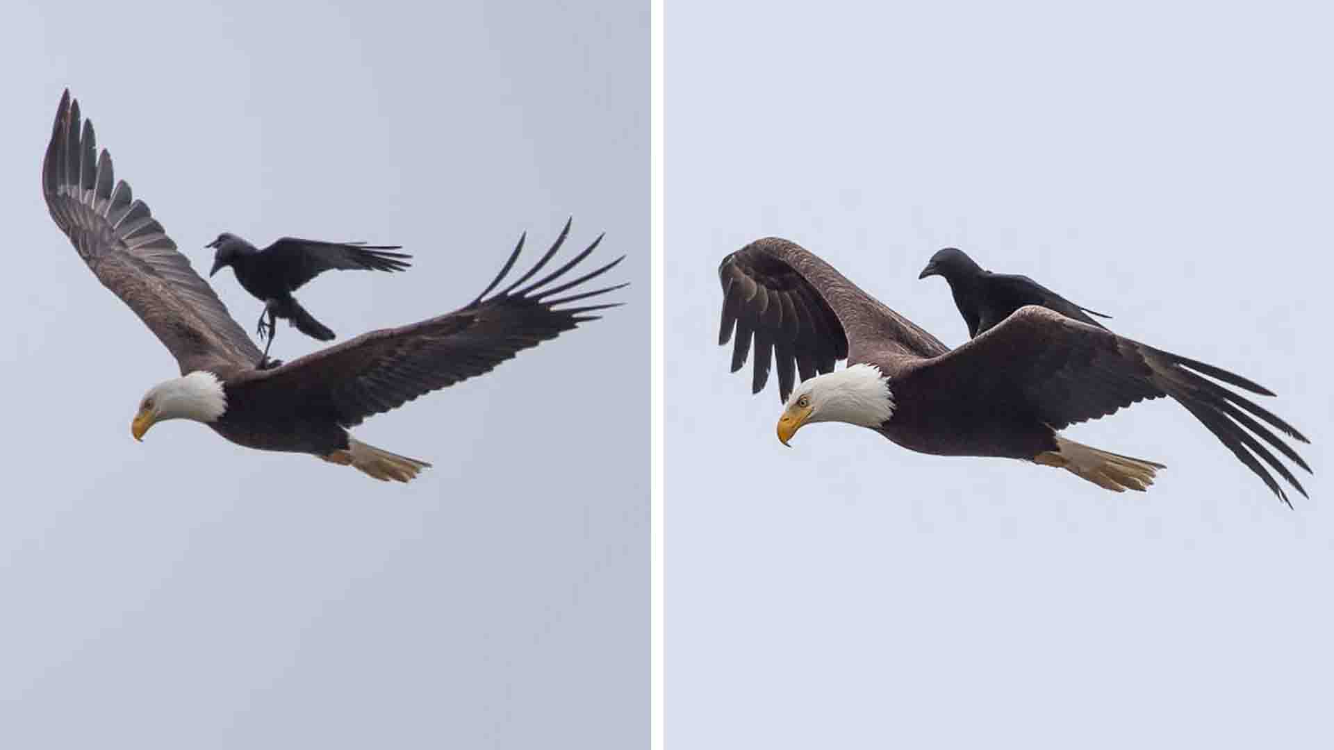 Mind-Blowing Pics: Crow Hitching a Ride on an Eagle's Back, Snapped by ...