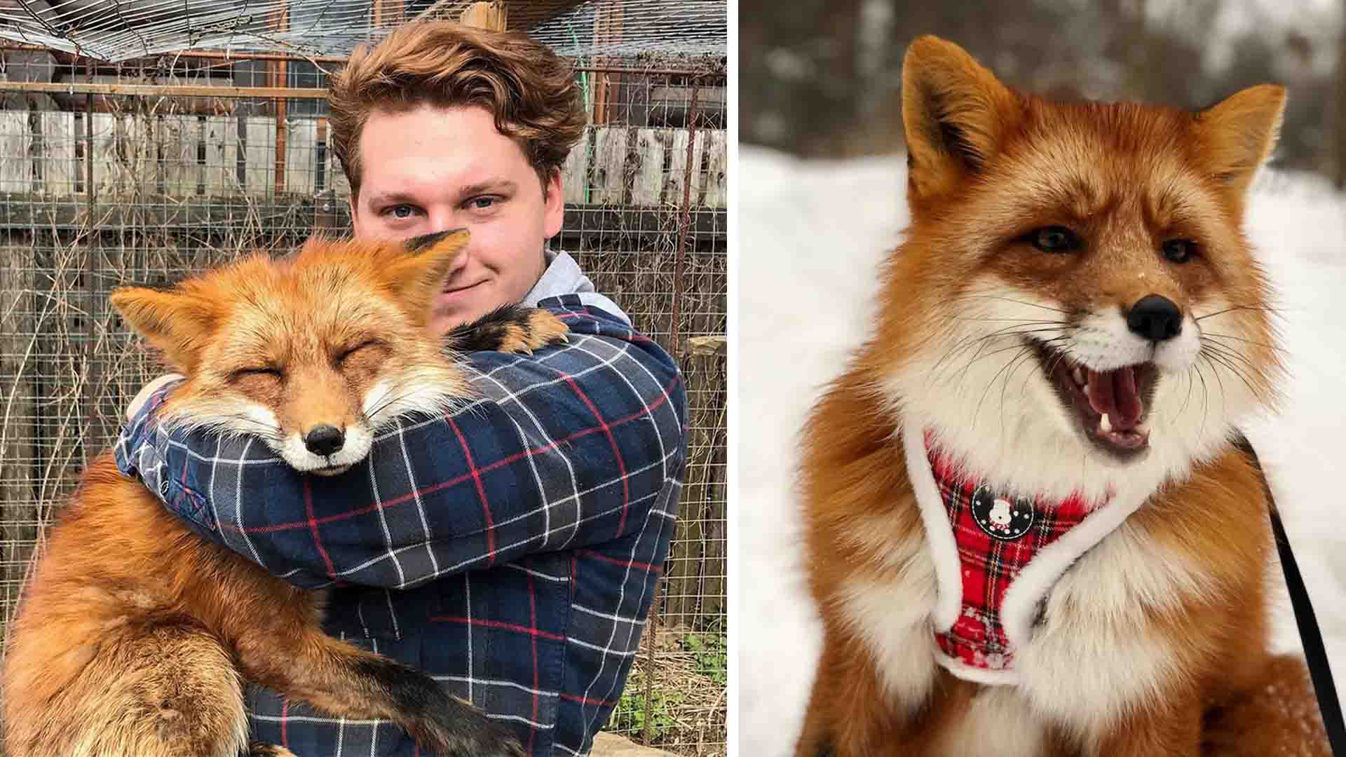 After rescuing a wild fox from a fur farm, the two became lifelong ...