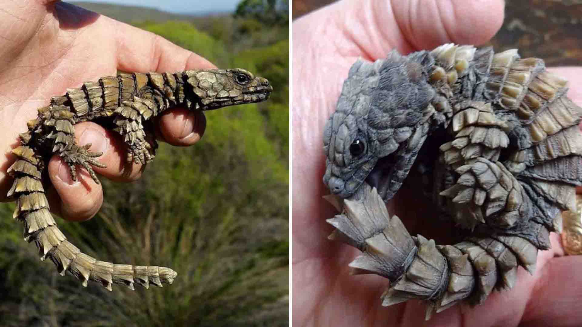 Armadillo Lizards Looks Like Real-Life Mini-Dragons - Lively Tales Now