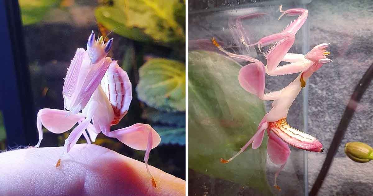 The Orchid Mantis Is A Beautiful Bug That Looks Like A Flower - Lively ...