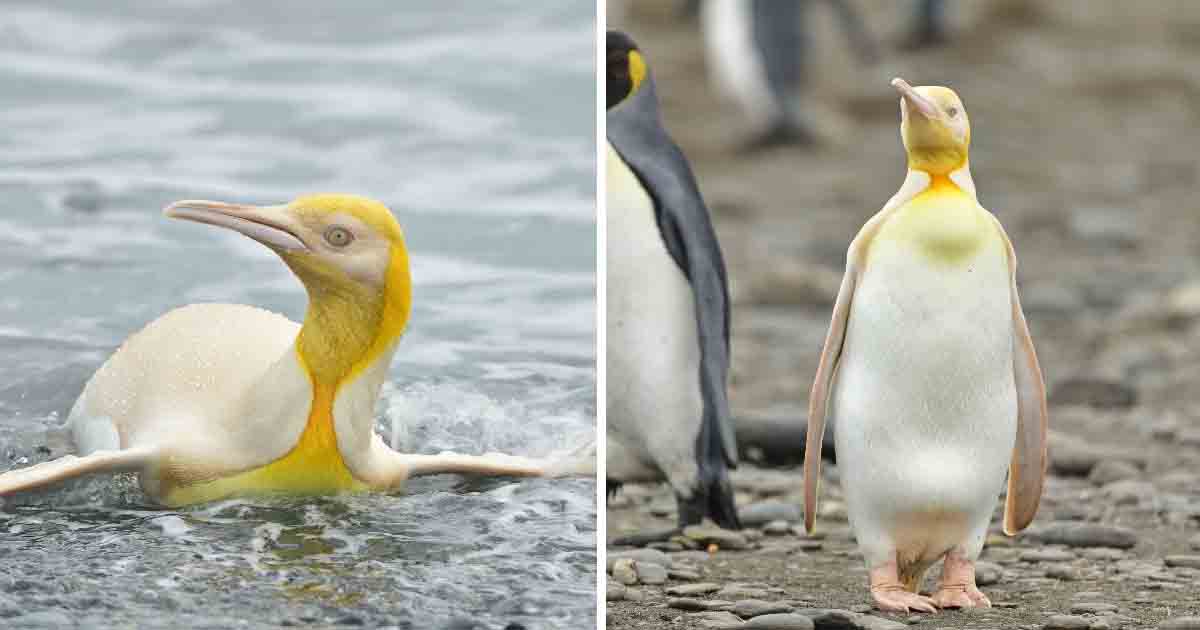 Rare Photograph of a Yellow Penguin Taken by a Wildlife Photographer ...