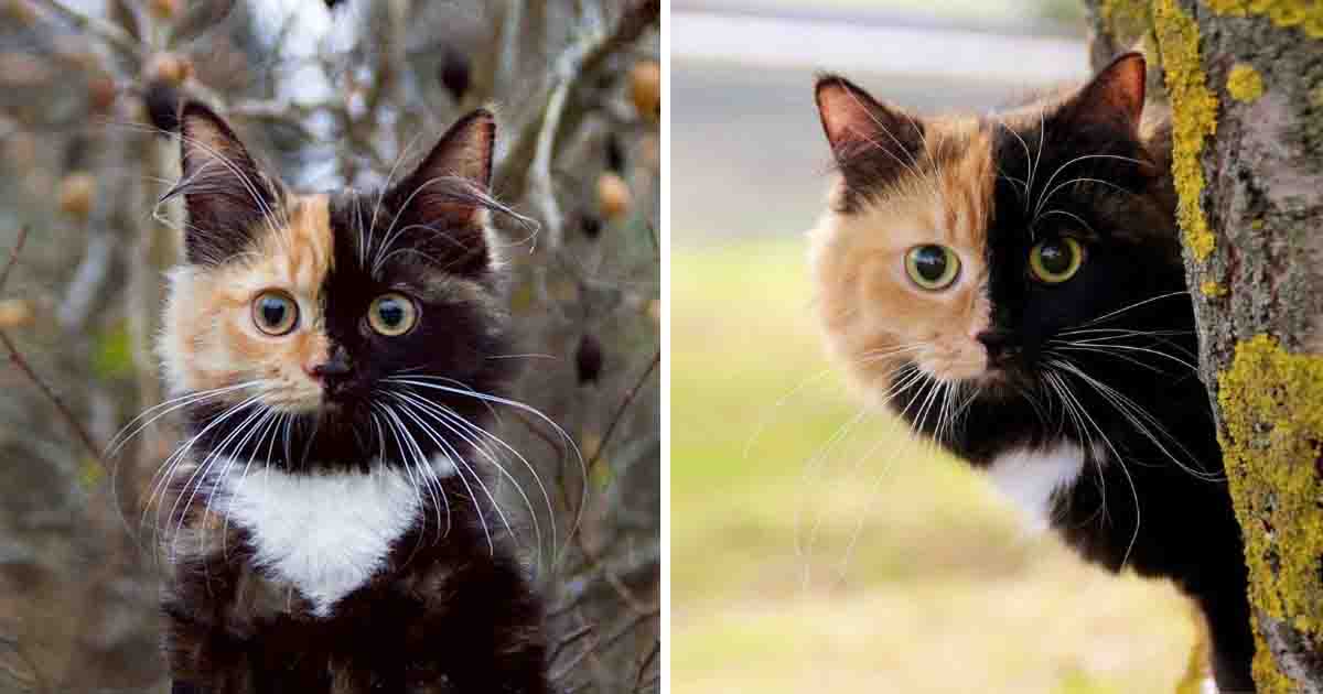 Meet Yana, The Chimera Cat Who Looks Like Her Parents Ran Out Of Ink ...