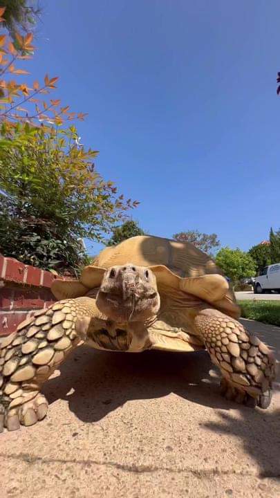 Woman has lifelong friendship with her 22-year-old childhood pet ...