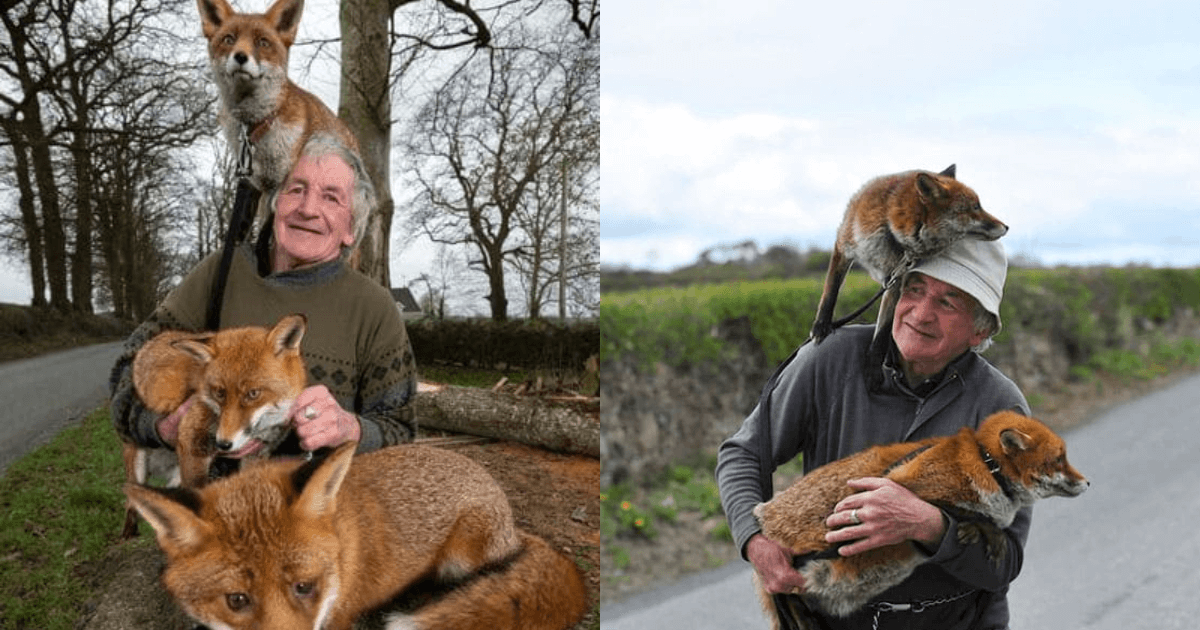 A Man Saved A Foxy Trio And Formed An Incredible Bond With Them ...