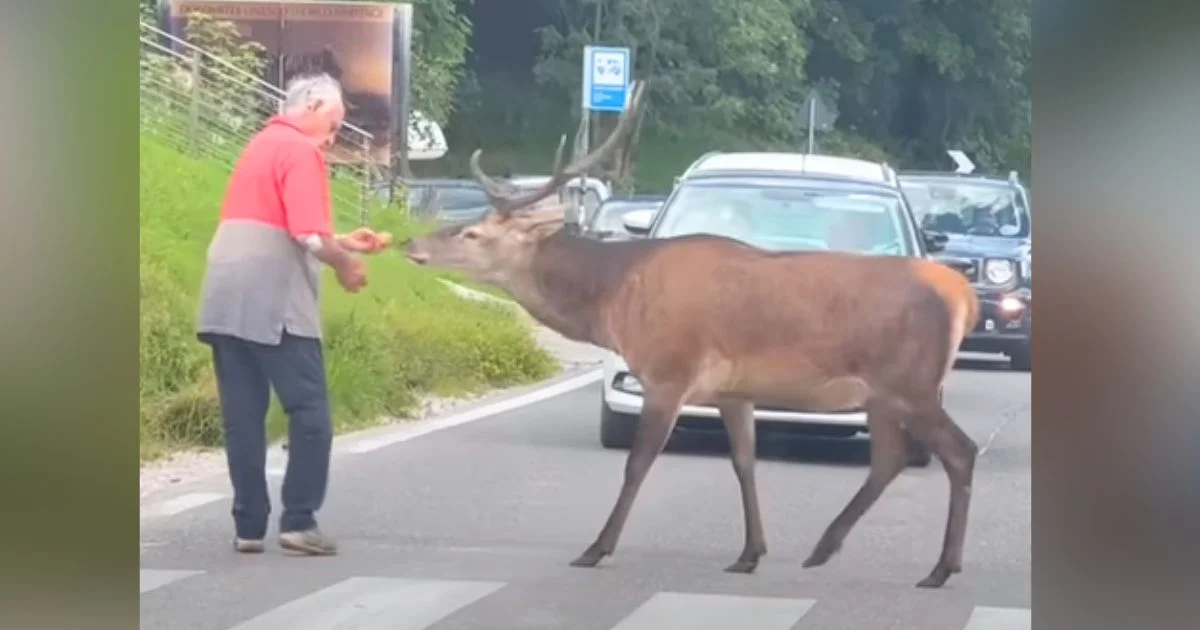 A kind-hearted man who saw a poor deer in front of the crosswalk and he ...