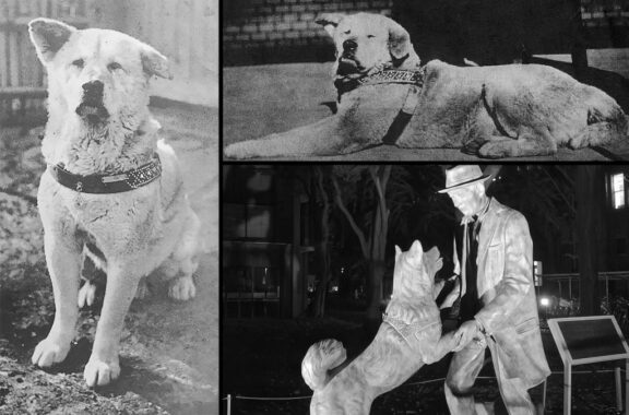 Hachiko: The True Story of a Loyal Dog Who Waited For His Deceased ...